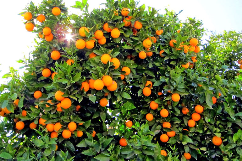 NATURAL ORANGE ECO FRIENDLY CLEANING PRODUCTS